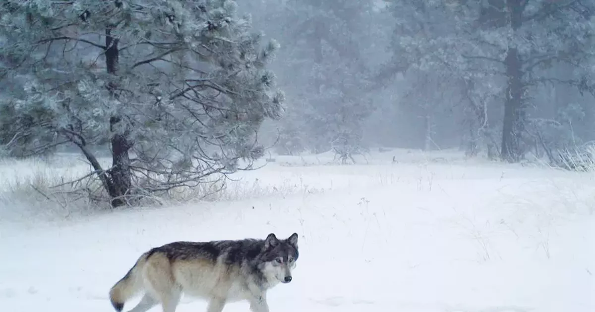 Reward Increased for Recent Wolf Poaching in Oregon | The Source Weekly ...