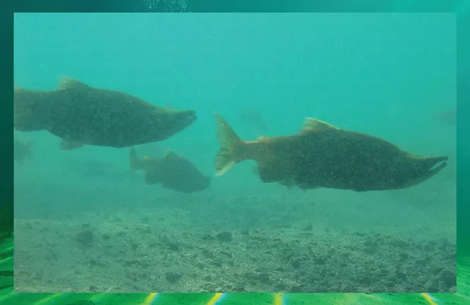 Central Oregon Underwater | The Source Weekly - Bend, Oregon